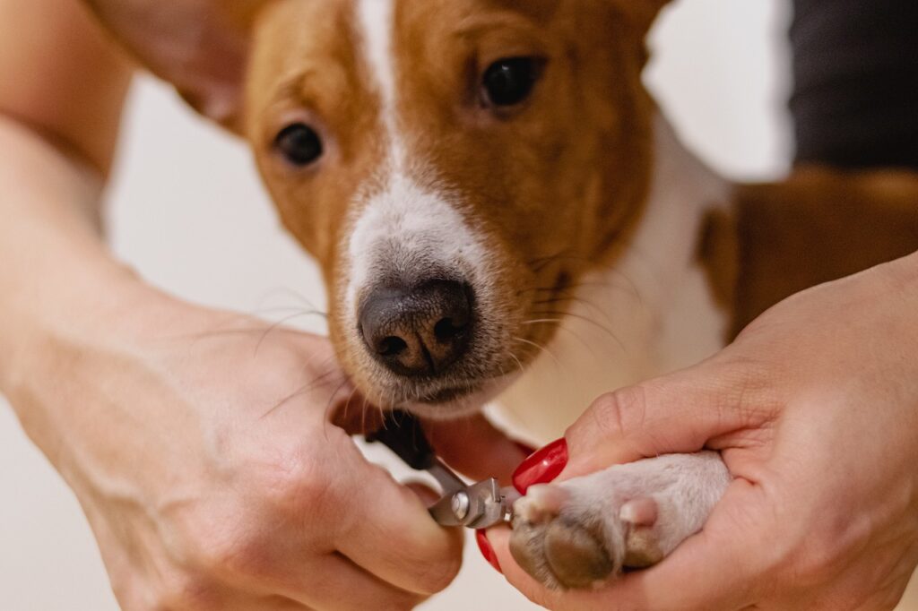 Fun Games to Play with Your Dog During Walks – DogBabble