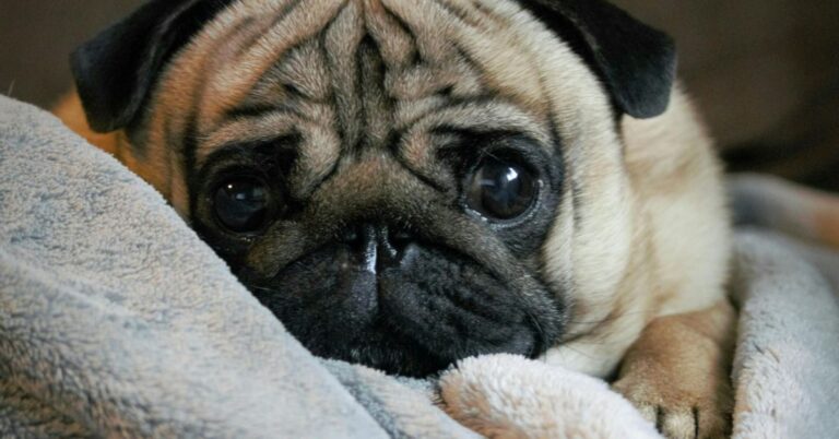 Understanding Dog Eye Anatomy: What Every Owner Should Know – DogBabble