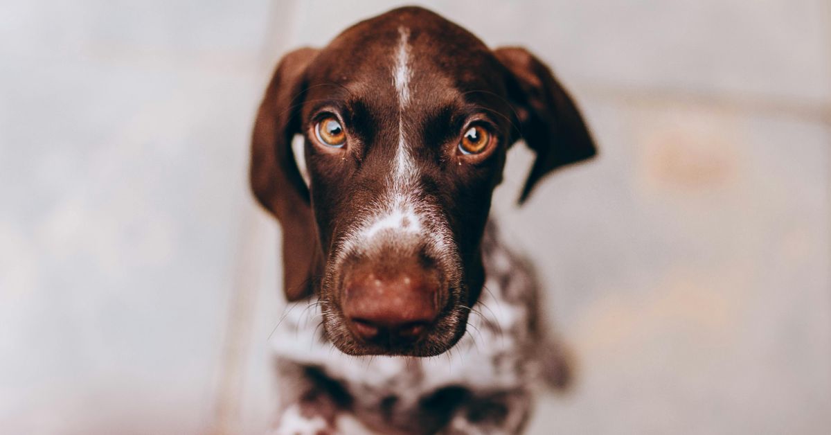 Understanding and Treating Dog Eye Injuries - DogBabble