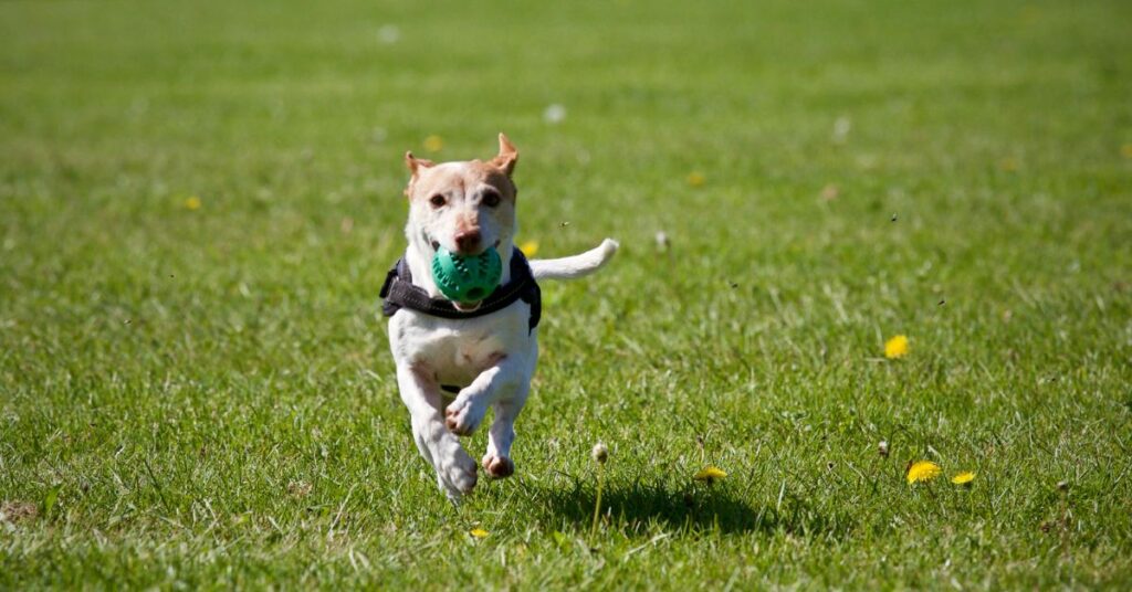 Training Your Dog for Flyball Competitions – DogBabble